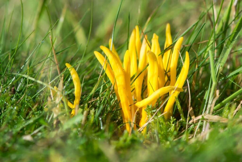 Golden Spindles: Identification and Lookalikes - Mushroom Appreciation