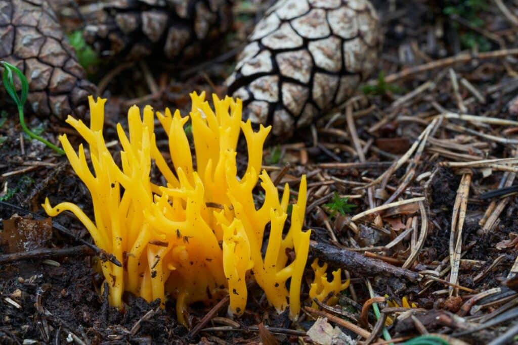Golden Spindles: Identification and Lookalikes - Mushroom Appreciation