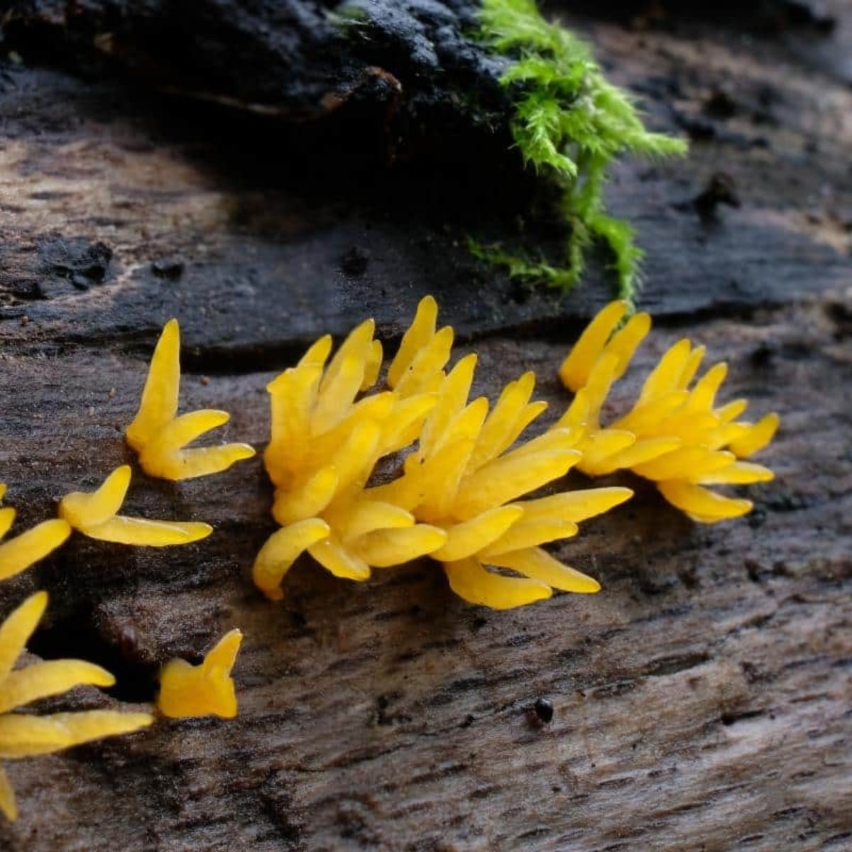 Mushroom Species - Mushroom Appreciation