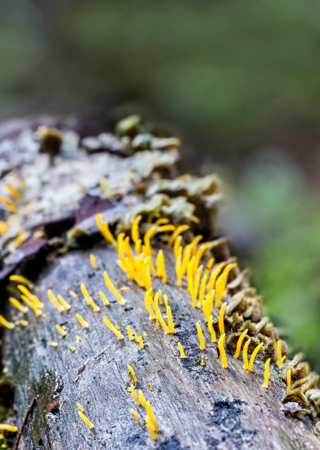 Jelly Finger Fungi: Complete Identification Guide - Mushroom Appreciation