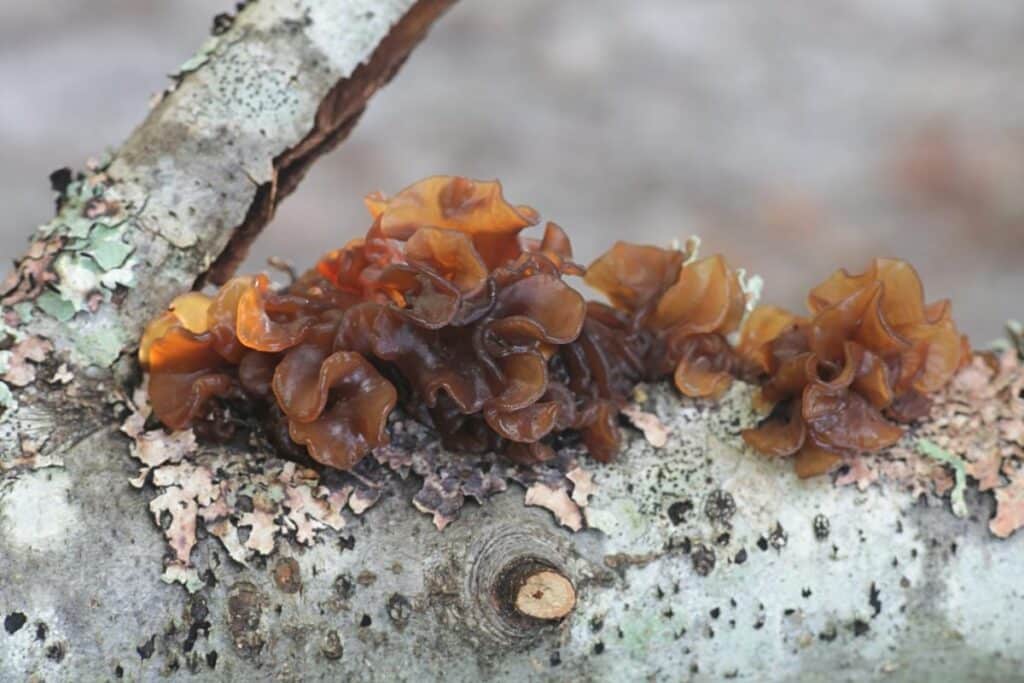 Leafy Brain Fungus: Identification and Edibility - Mushroom Appreciation