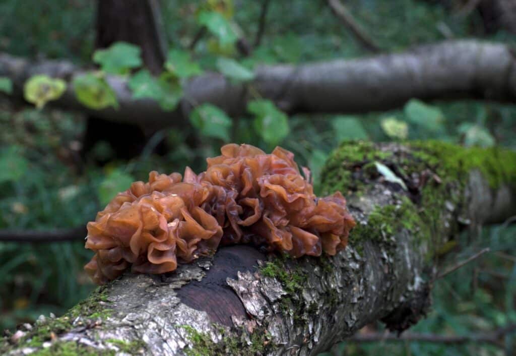 Leafy Brain Fungus: Identification and Edibility - Mushroom Appreciation