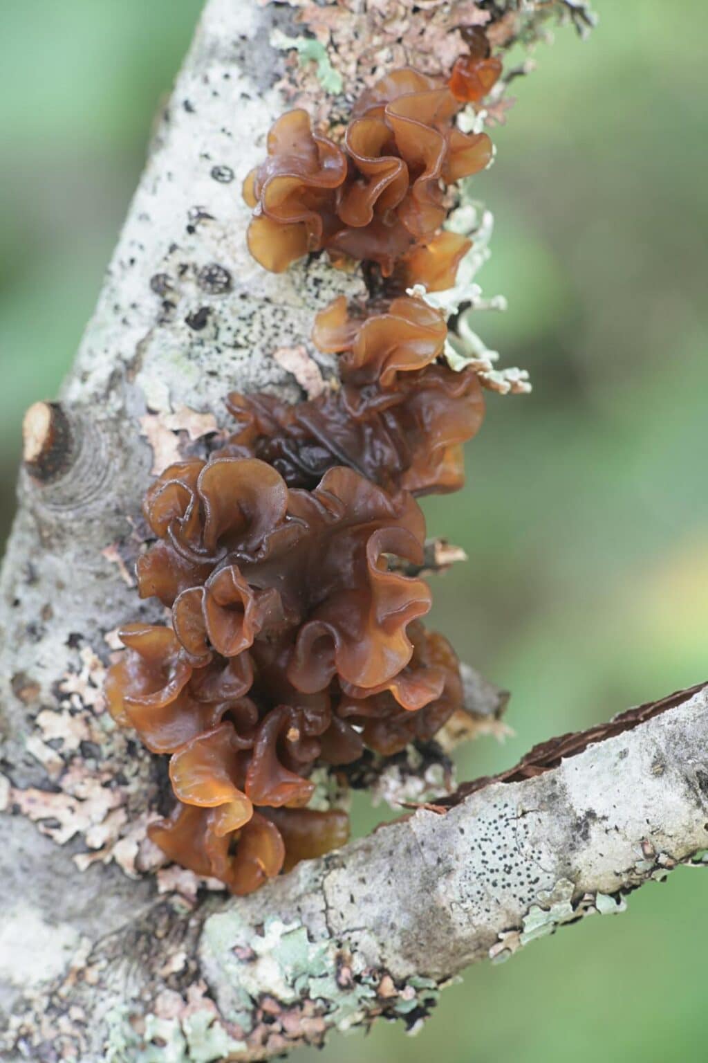 Leafy Brain Fungus: Identification and Edibility - Mushroom Appreciation