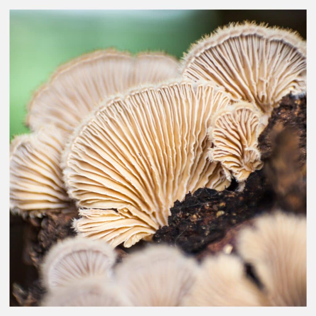 Mushroom Species - Mushroom Appreciation