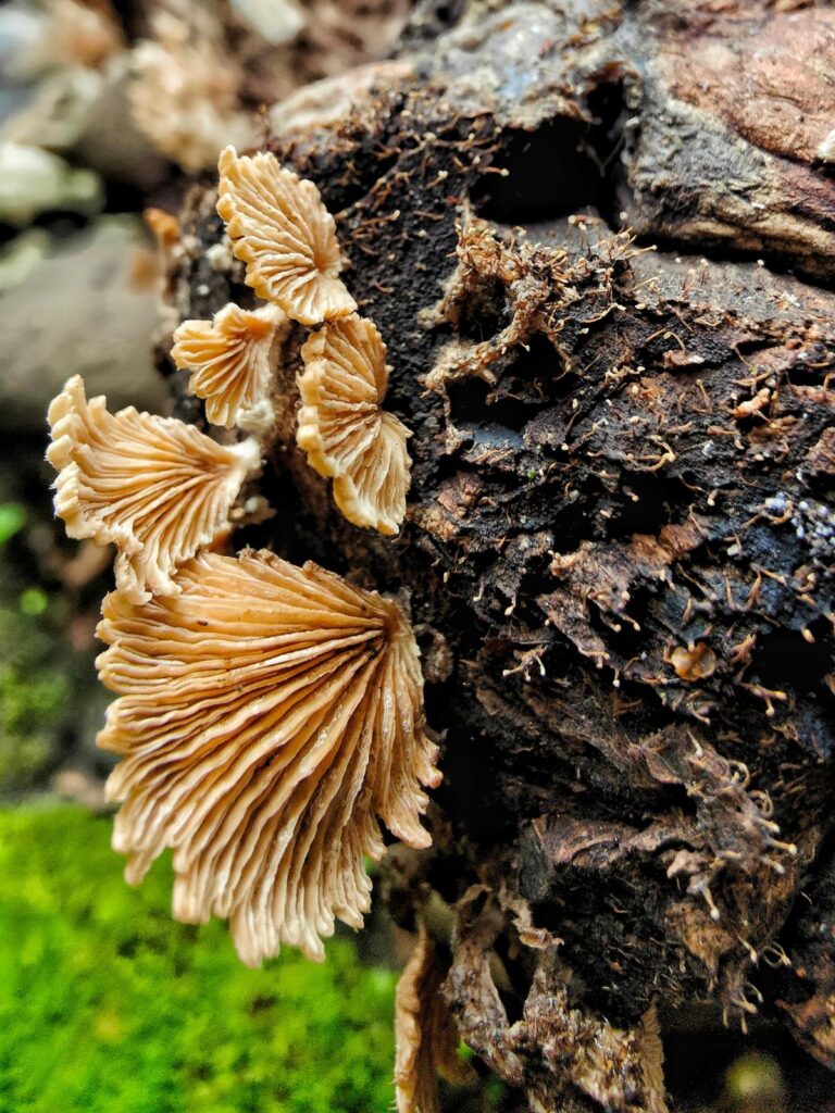 Split Gill Mushrooms: Identification, Edibility, and Medicinal Use ...