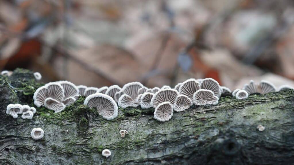 Split Gill Mushrooms: Identification, Edibility, and Medicinal Use ...