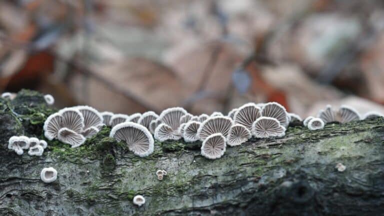 Split Gill Mushrooms: Identification, Edibility, and Medicinal Use ...