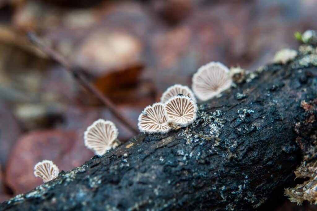 Split Gill Mushrooms: Identification, Edibility, and Medicinal Use ...