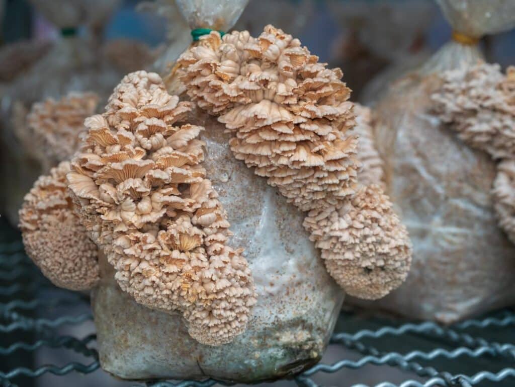 Split Gill Mushrooms: Identification, Edibility, and Medicinal Use ...