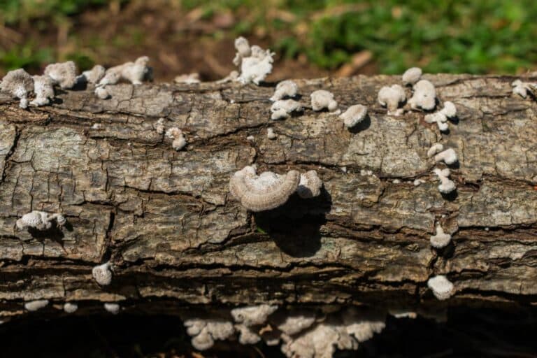 Split Gill Mushrooms: Identification, Edibility, and Medicinal Use ...