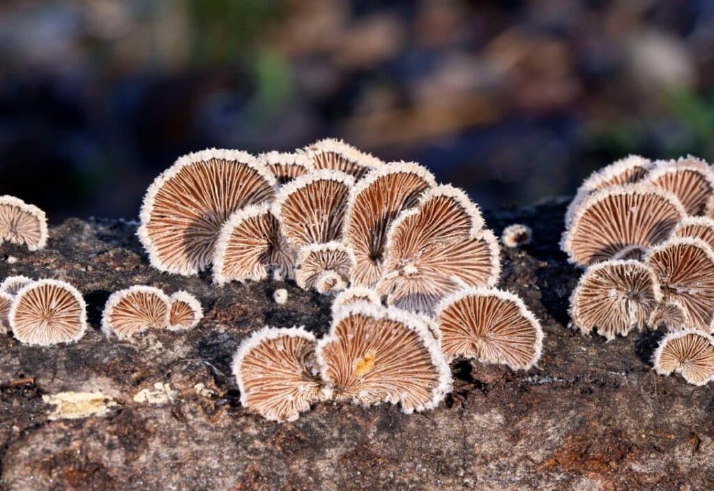 Split Gill Mushrooms: Identification, Edibility, and Medicinal Use ...