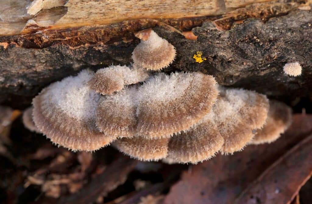 Split Gill Mushrooms: Identification, Edibility, and Medicinal Use ...