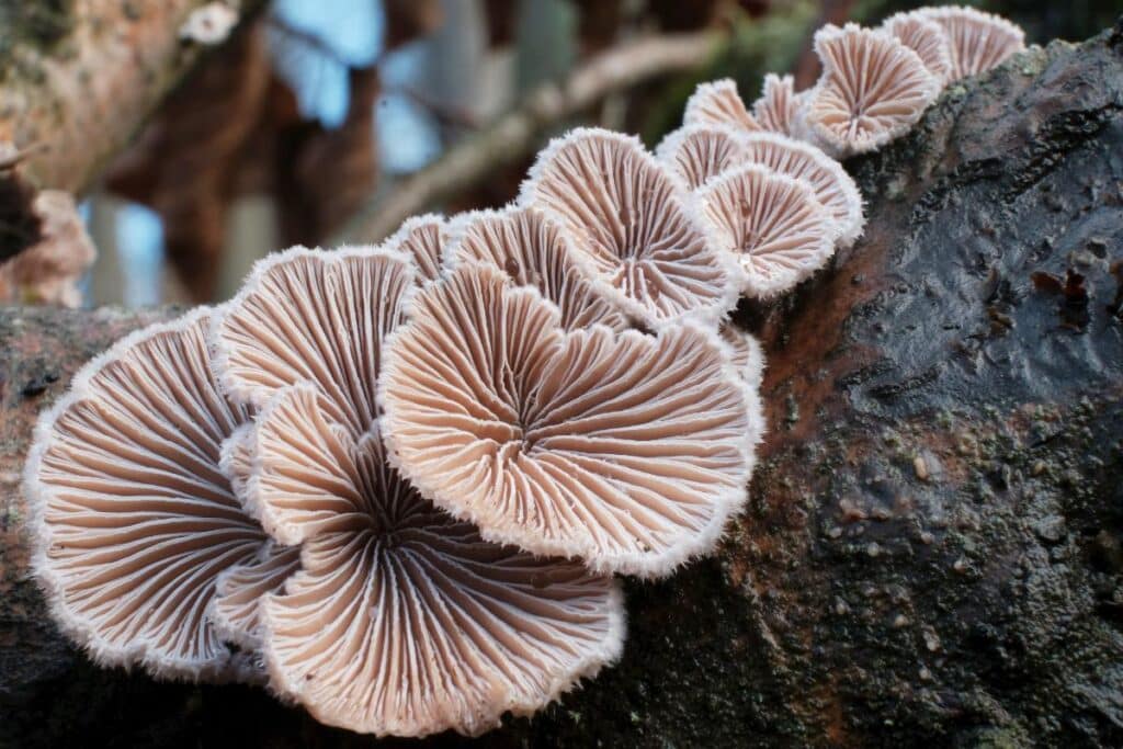 Split Gill Mushrooms: Identification, Edibility, and Medicinal Use ...