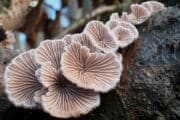 Split Gill Mushrooms: Identification, Edibility, and Medicinal Use ...