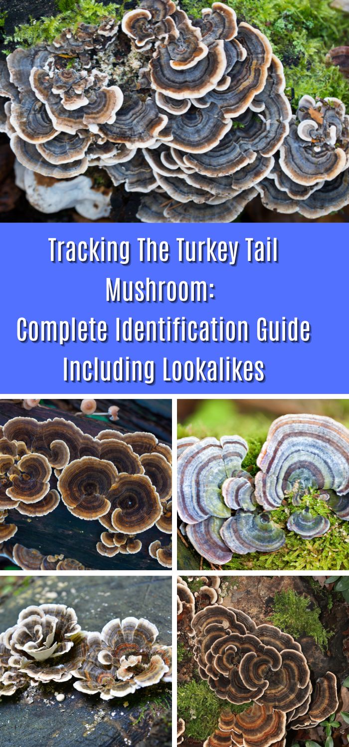 Tracking The Turkey Tail Mushroom: Complete Identification Guide ...