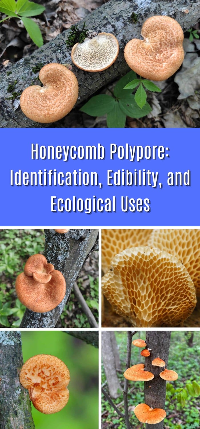 Honeycomb Polypore: Identification, Edibility, and Ecological Uses ...