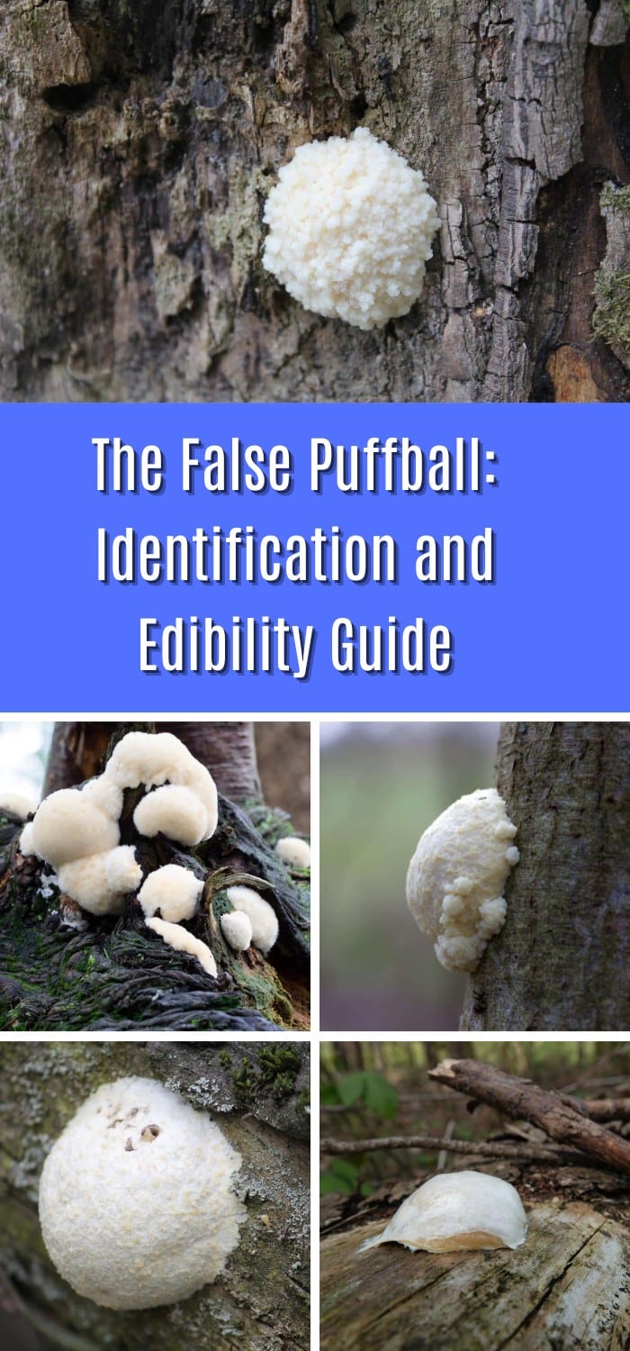 The False Puffball: Identification and Edibility Guide - Mushroom ...