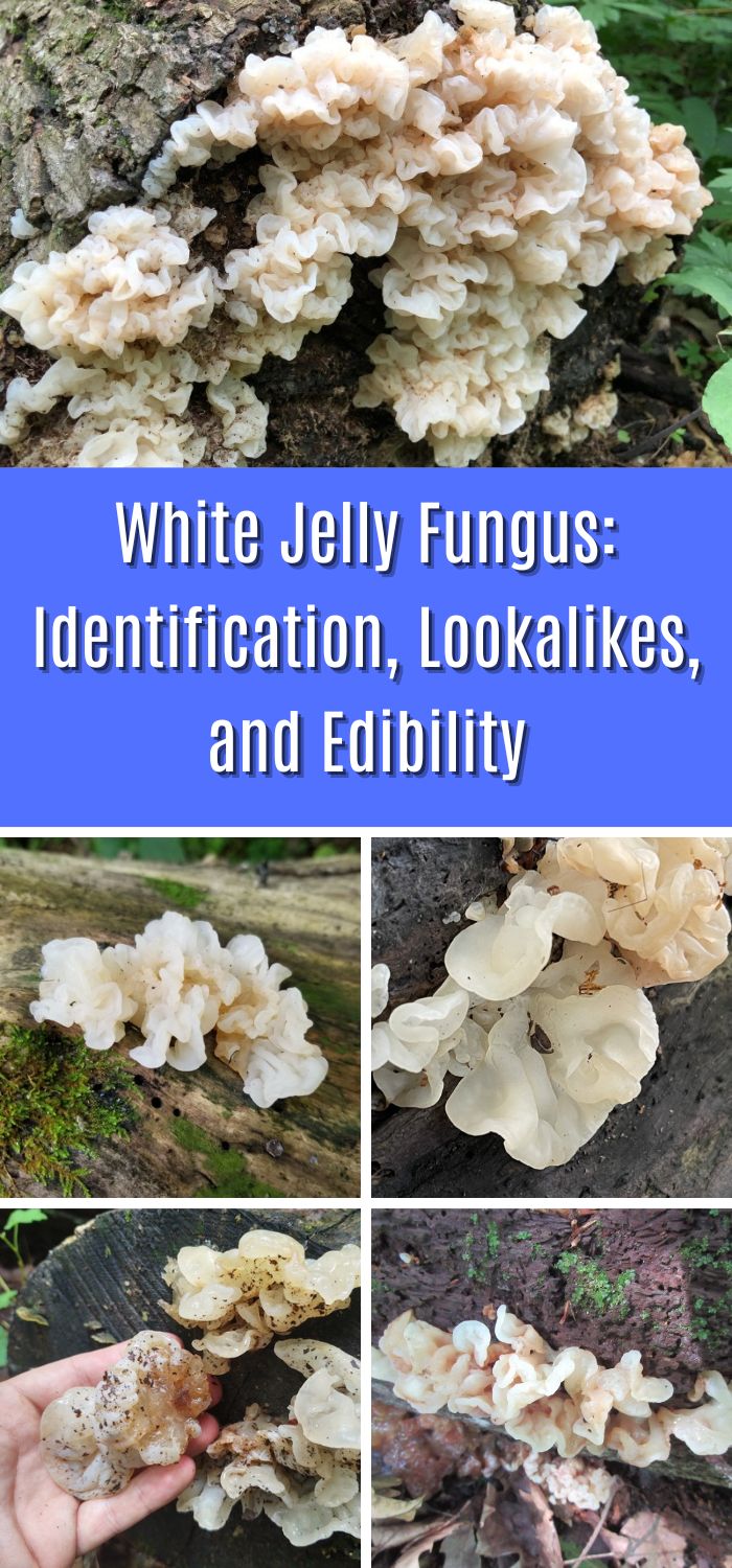 White Jelly Fungus: Identification, Lookalikes, and Edibility ...