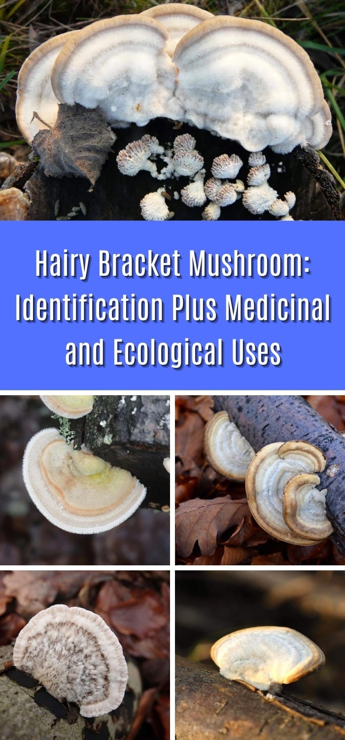 Hairy Bracket Mushroom: Identification Plus Medicinal and Ecological ...