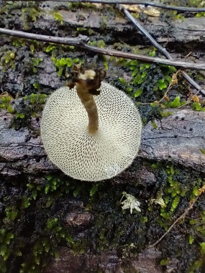 Honeycomb Polypore: Identification, Edibility, and Ecological Uses ...