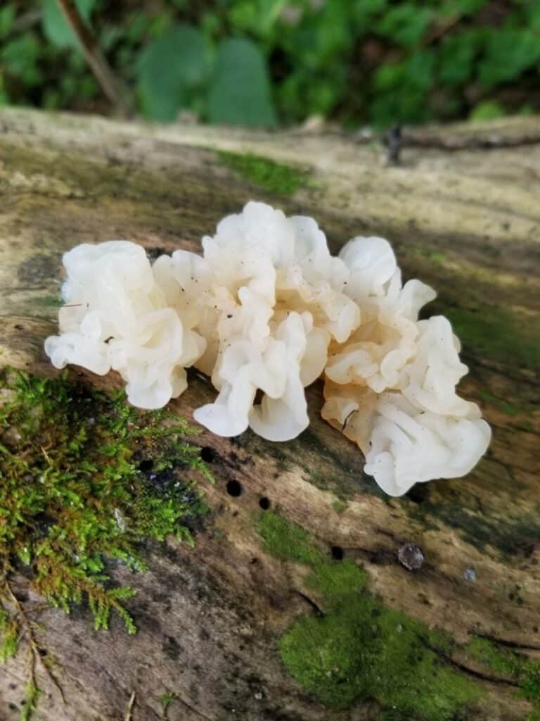 White Jelly Fungus: Identification, Lookalikes, and Edibility ...