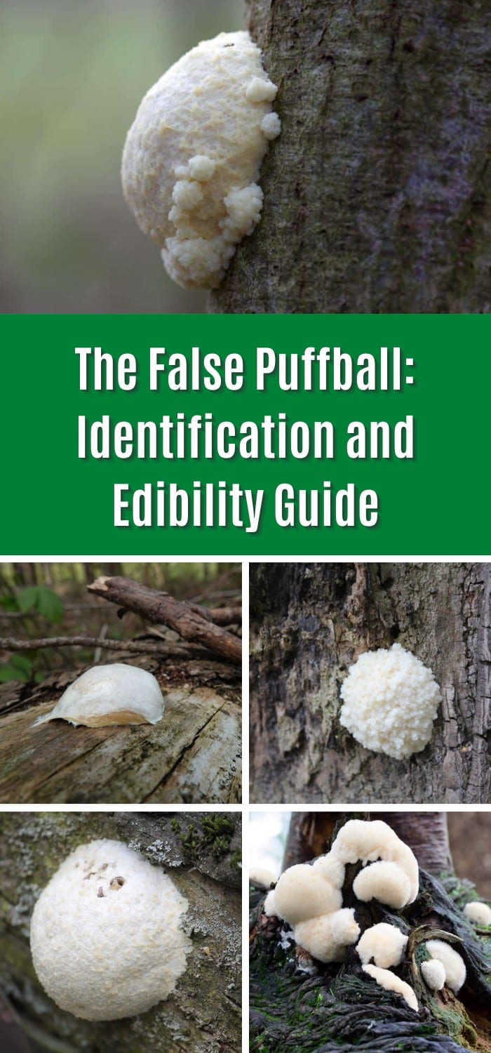 The False Puffball: Identification and Edibility Guide - Mushroom ...