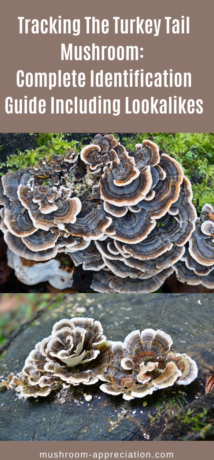 Tracking The Turkey Tail Mushroom: Complete Identification Guide ...