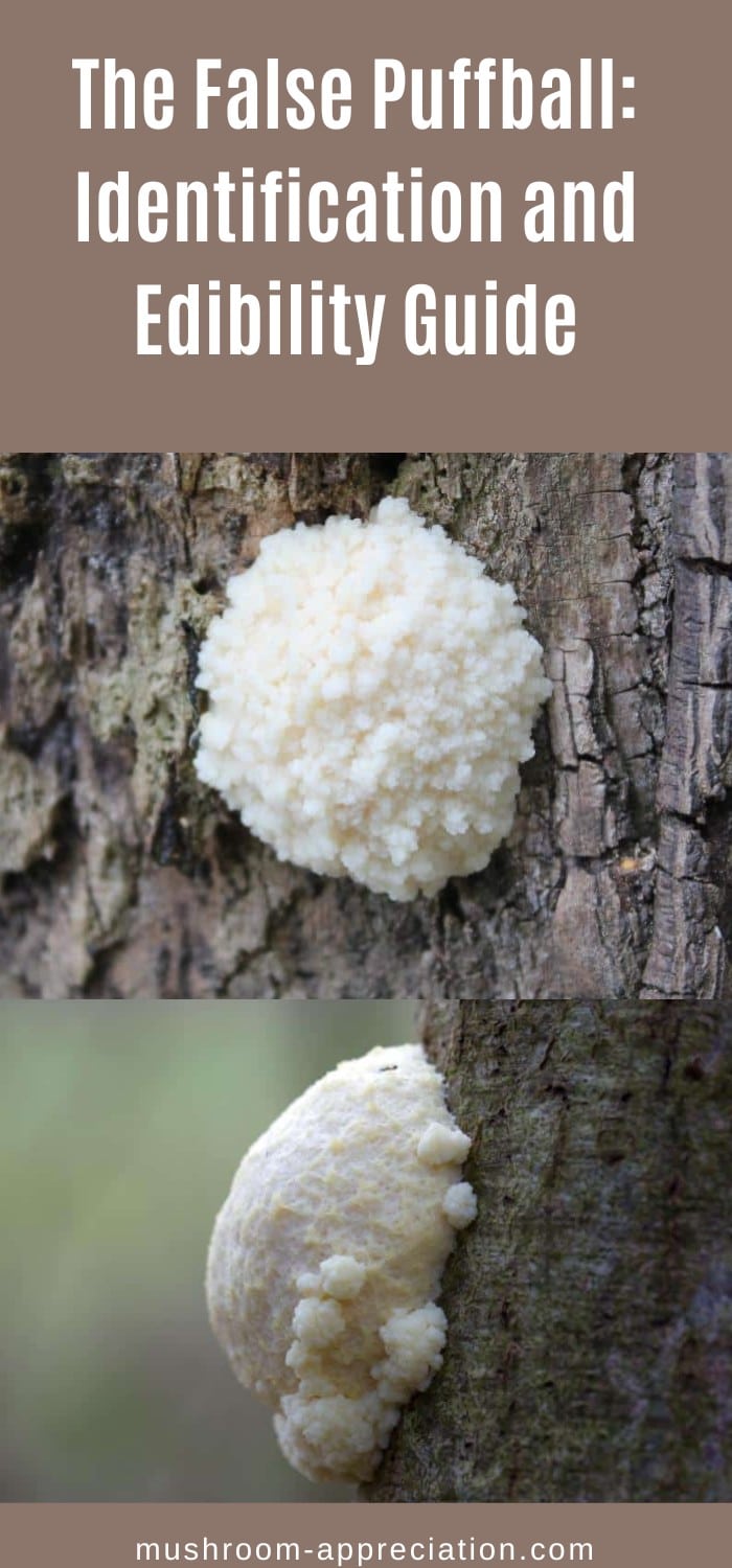 The False Puffball: Identification and Edibility Guide - Mushroom ...