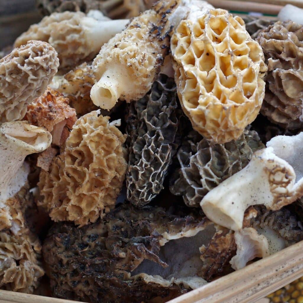 Are Morels Dangerous? Navigating the Risks and Rewards of this Popular ...