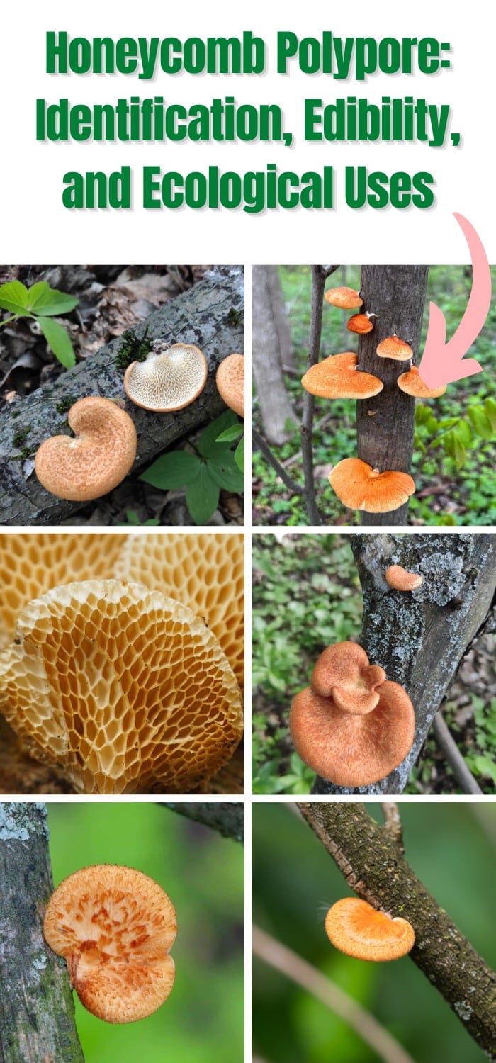 Honeycomb Polypore: Identification, Edibility, and Ecological Uses ...