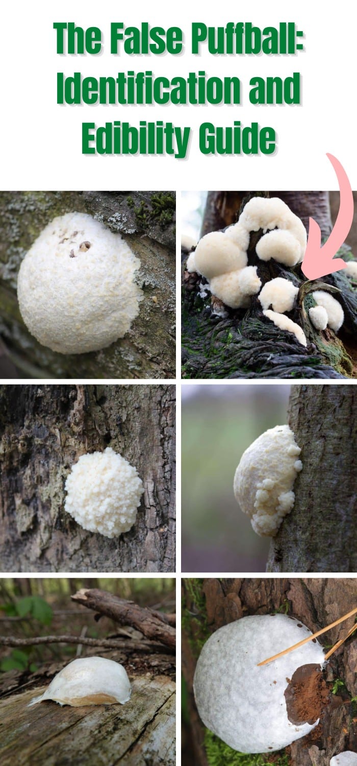 The False Puffball: Identification and Edibility Guide - Mushroom ...
