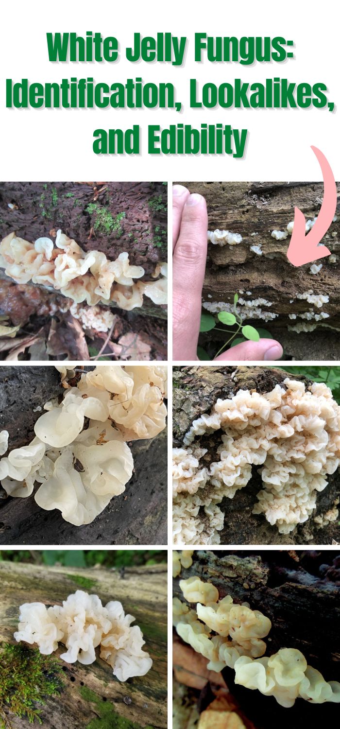 White Jelly Fungus: Identification, Lookalikes, and Edibility ...