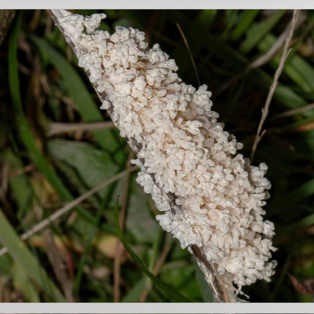 The False Puffball: Identification and Edibility Guide - Mushroom ...