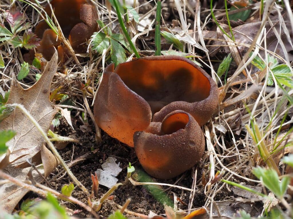 Brown Cup Mushrooms: Identification and Edibility - Mushroom Appreciation