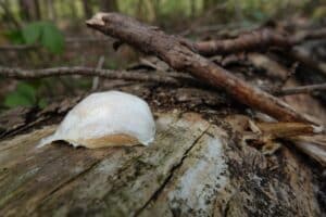 The False Puffball: Identification and Edibility Guide - Mushroom ...