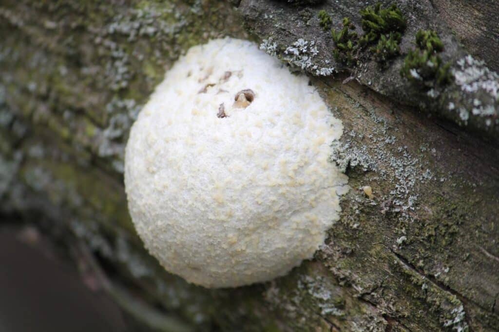 The False Puffball: Identification and Edibility Guide - Mushroom ...