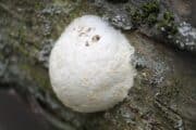 The False Puffball: Identification and Edibility Guide - Mushroom ...