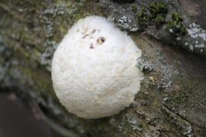 The False Puffball: Identification and Edibility Guide - Mushroom ...