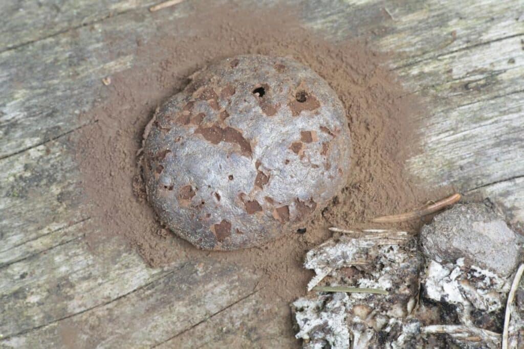 The False Puffball: Identification and Edibility Guide - Mushroom ...