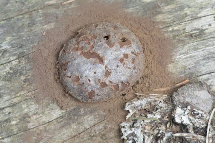 The False Puffball: Identification and Edibility Guide - Mushroom ...