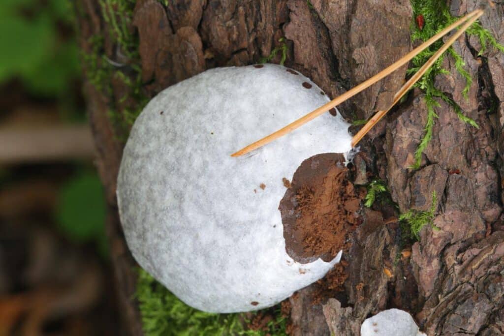 The False Puffball: Identification and Edibility Guide - Mushroom ...