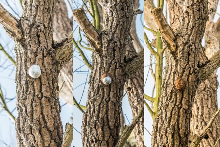 The False Puffball: Identification and Edibility Guide - Mushroom ...