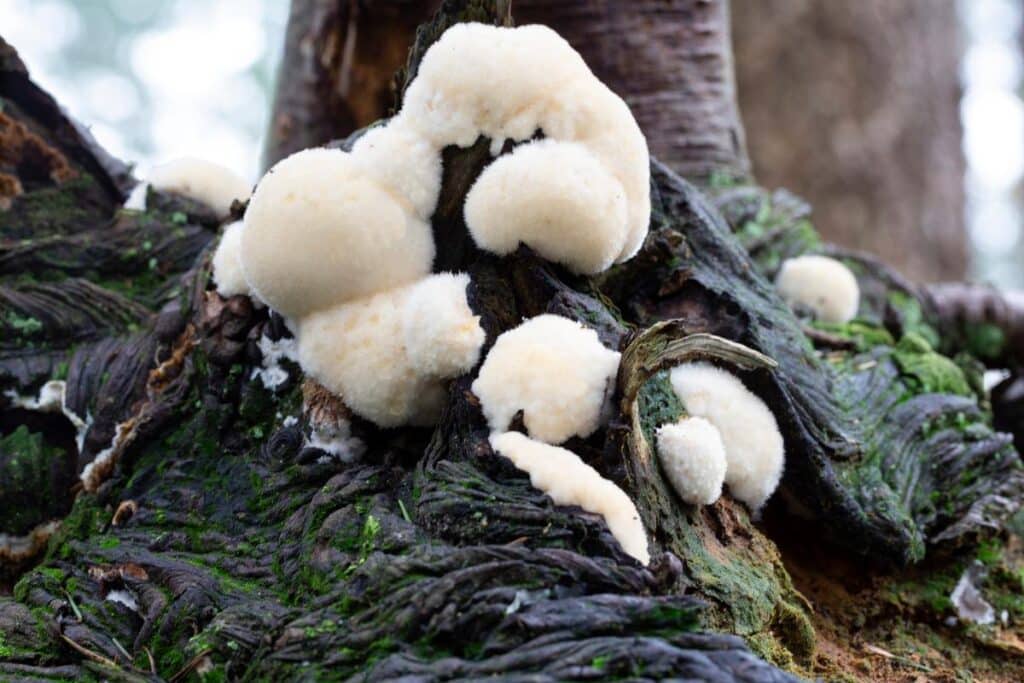 The False Puffball: Identification and Edibility Guide - Mushroom ...