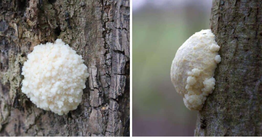 The False Puffball: Identification and Edibility Guide - Mushroom ...