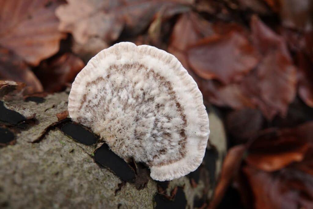 Hairy Bracket Mushroom: Identification Plus Medicinal and Ecological ...