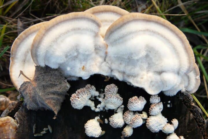 Hairy Bracket Mushroom: Identification Plus Medicinal and Ecological ...