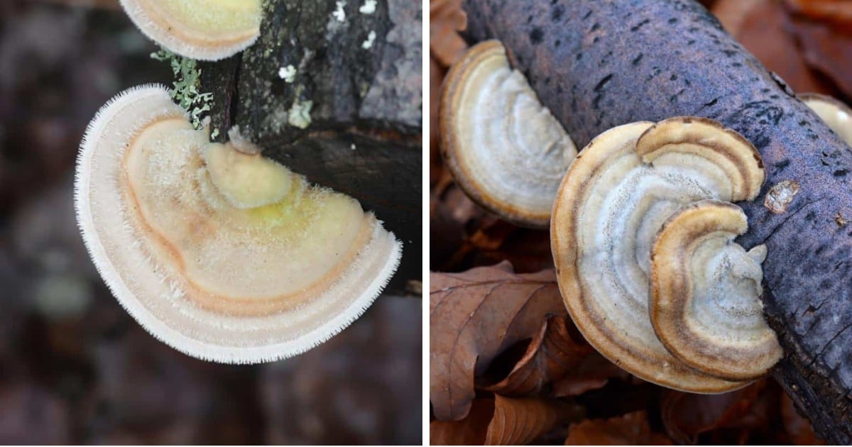 Hairy Bracket Mushroom: Identification Plus Medicinal and Ecological Uses - Mushroom Appreciation