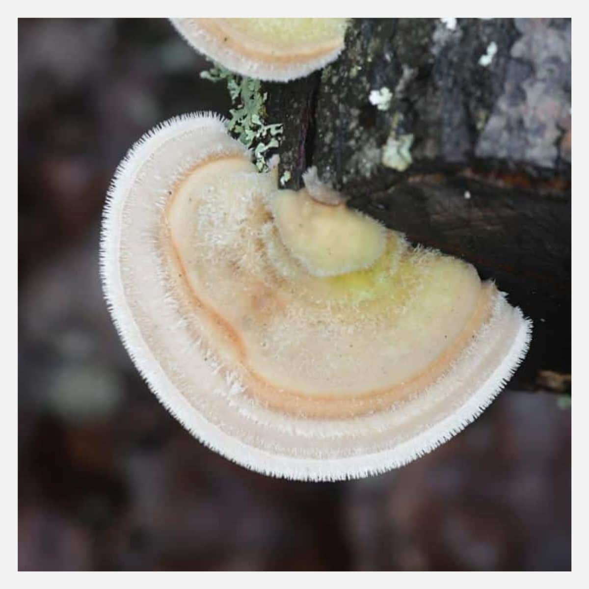 Mushroom Species - Mushroom Appreciation