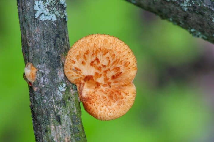 Honeycomb Polypore: Identification, Edibility, and Ecological Uses ...