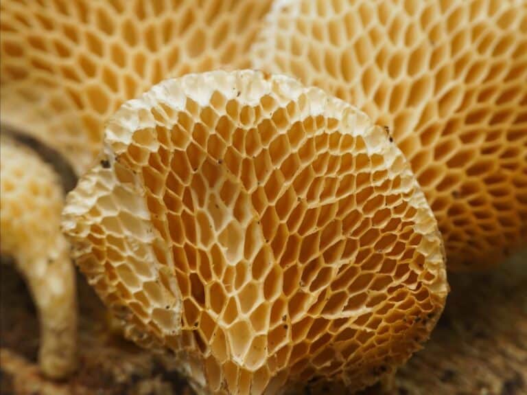 Honeycomb Polypore: Identification, Edibility, and Ecological Uses ...